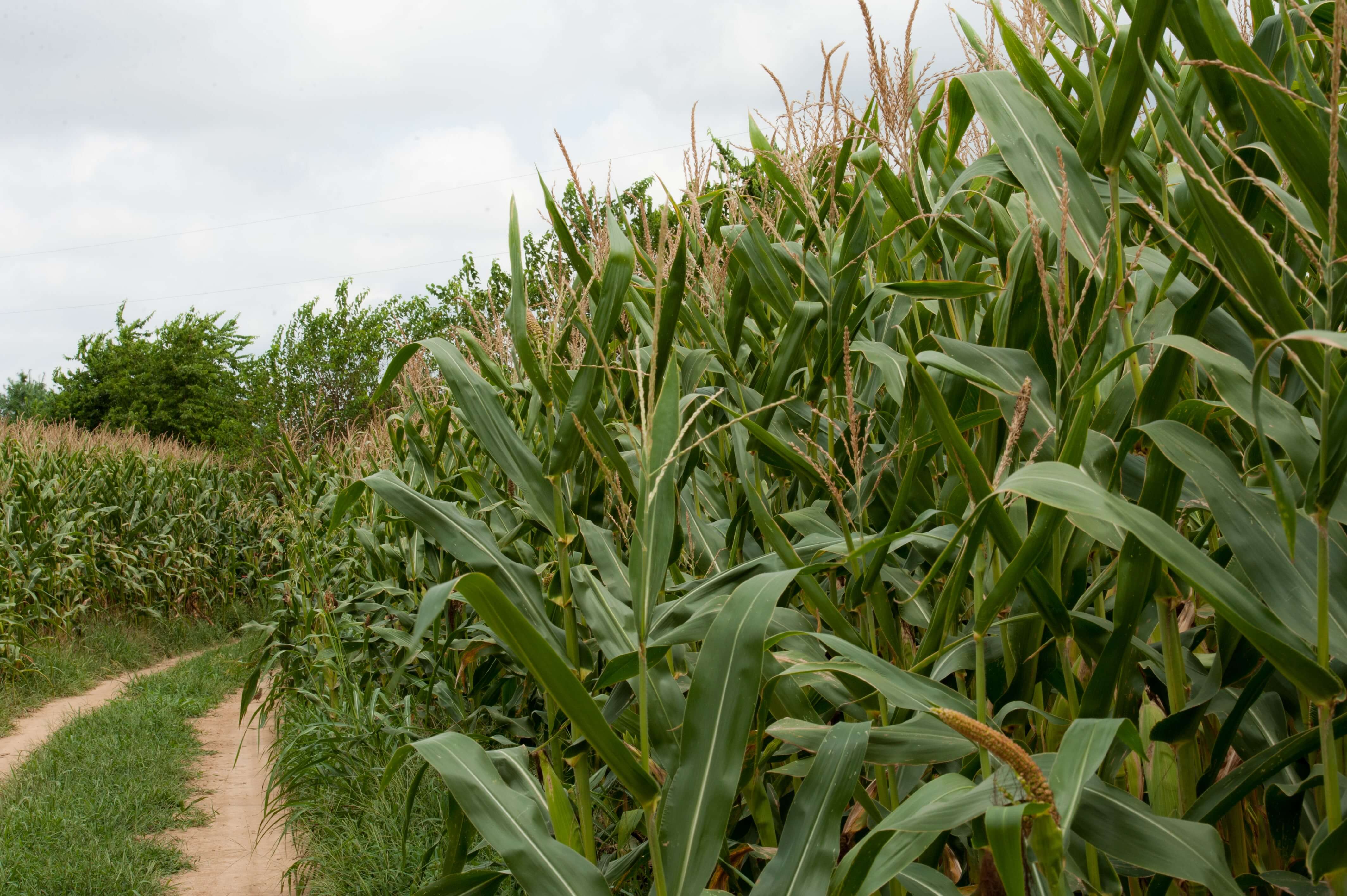 Michter's Distillery - 2025 World's Most Admired Whiskey